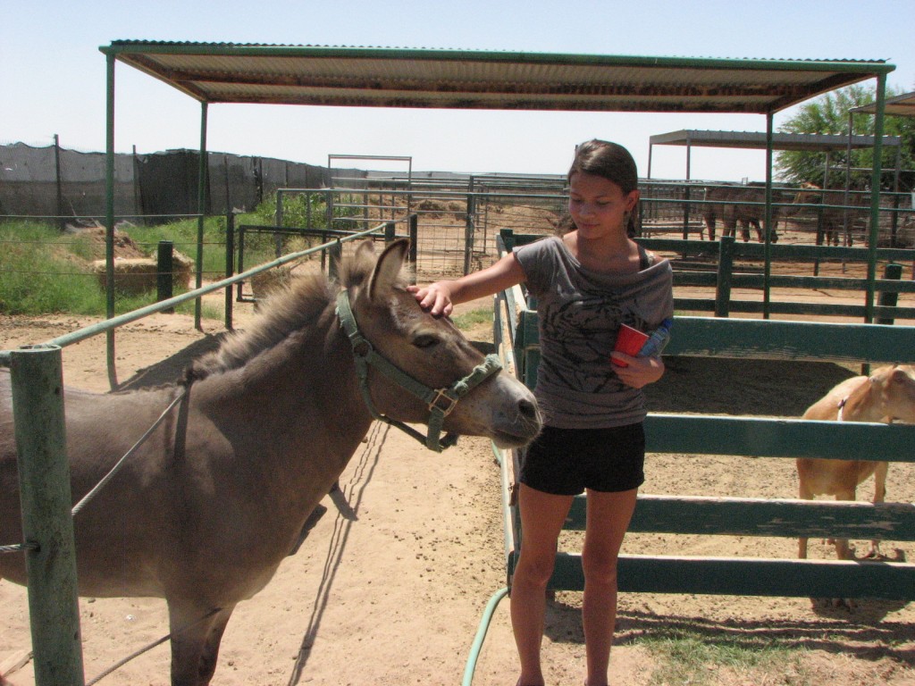 Yuma Arizona: Camel Farm | Summer's Adventures