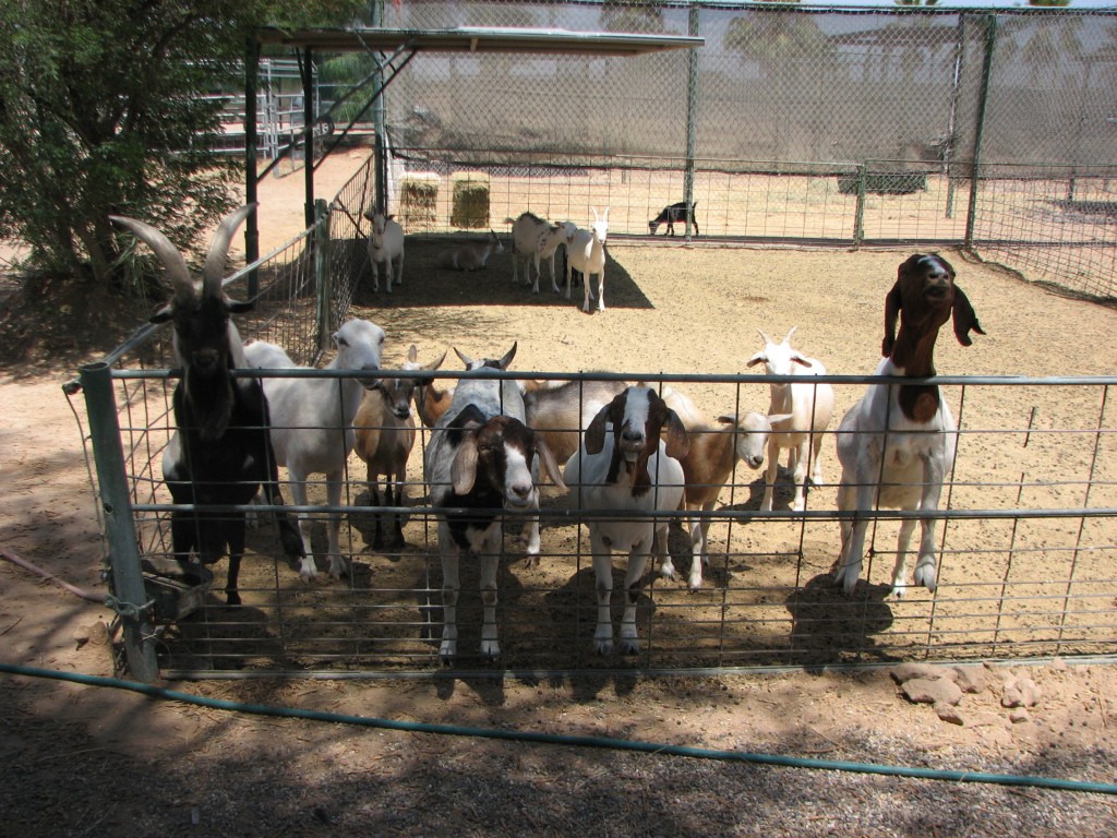 Yuma Arizona: Camel Farm | Summer's Adventures